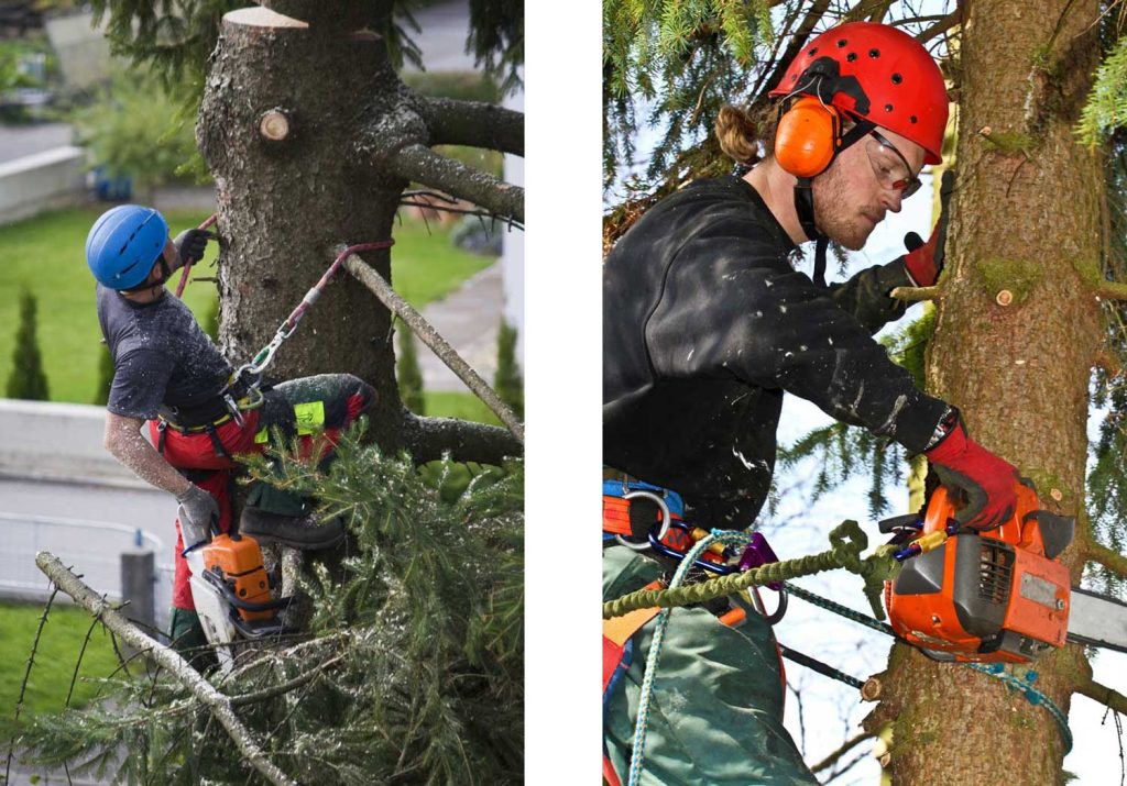 Expert tree removal services in Rio Linda, CA, 95673.